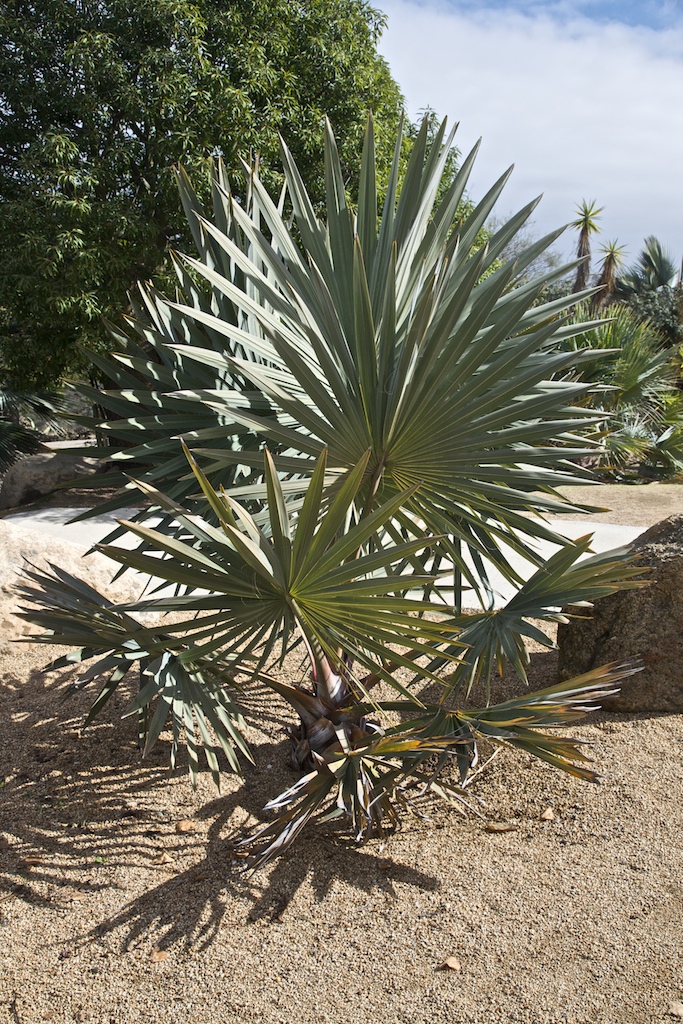 What was your "Gateway Palm"? - DISCUSSING PALM TREES WORLDWIDE - PalmTalk