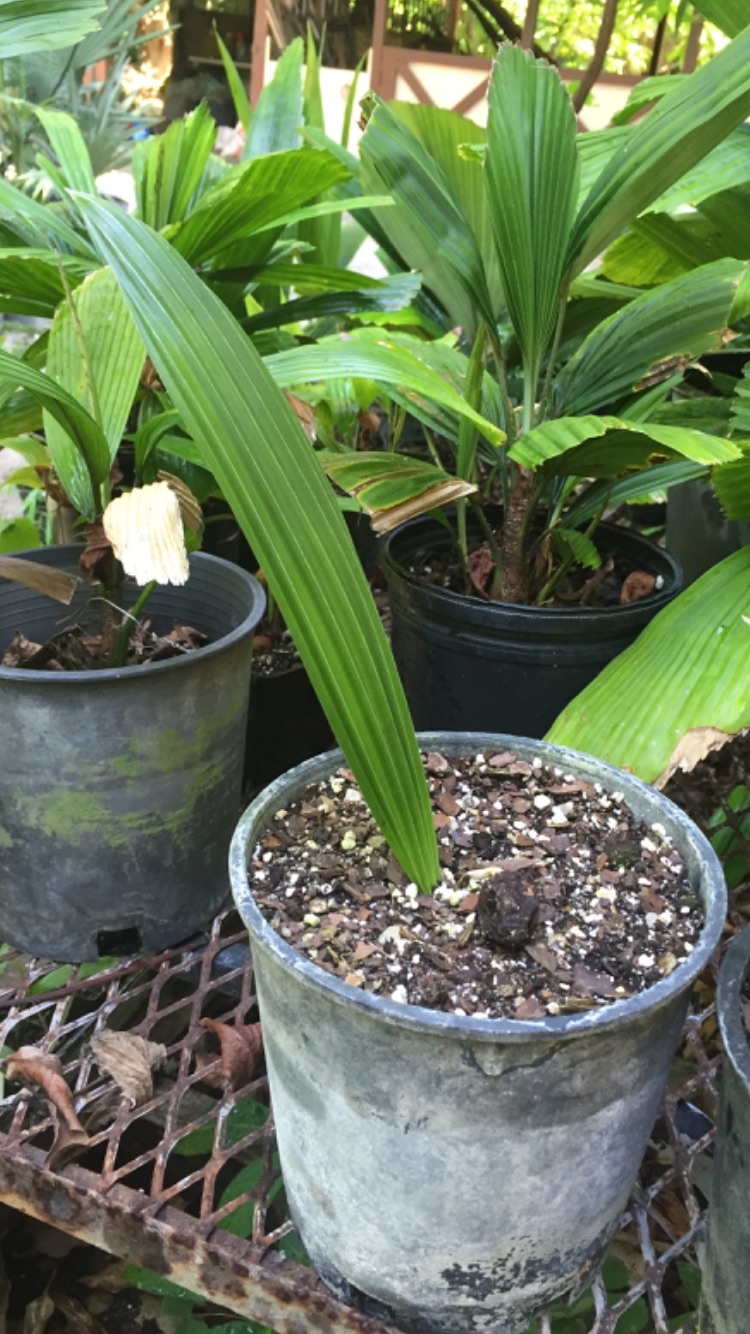 Sabinaria Magnifica! - For Sale - PalmTalk