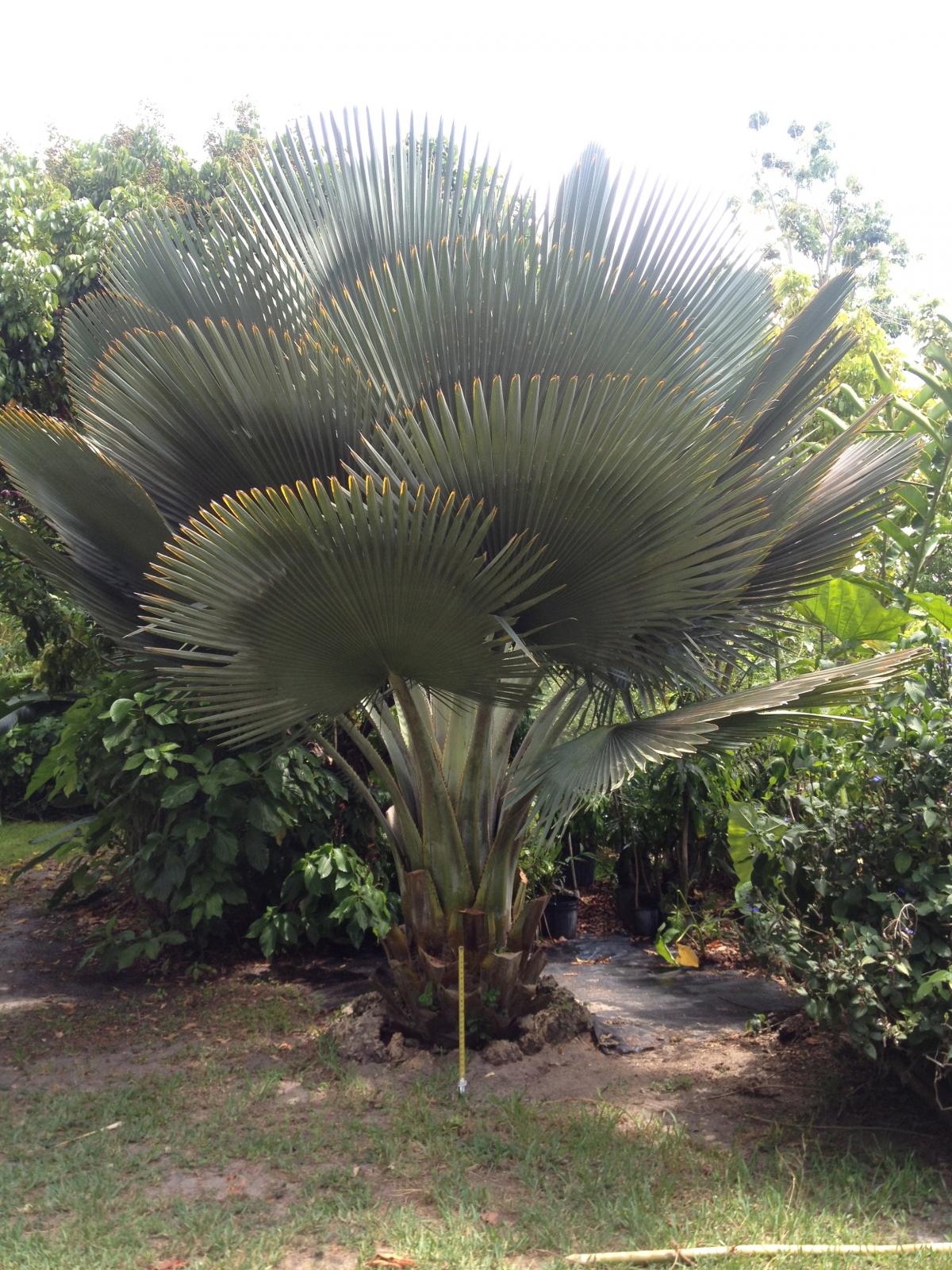 Copernicia Fallaensis - DISCUSSING PALM TREES WORLDWIDE - PalmTalk