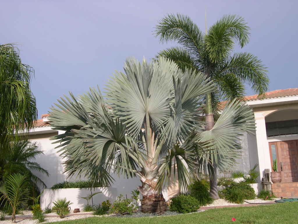 Bizzie progress! - Page 3 - DISCUSSING PALM TREES WORLDWIDE - PalmTalk