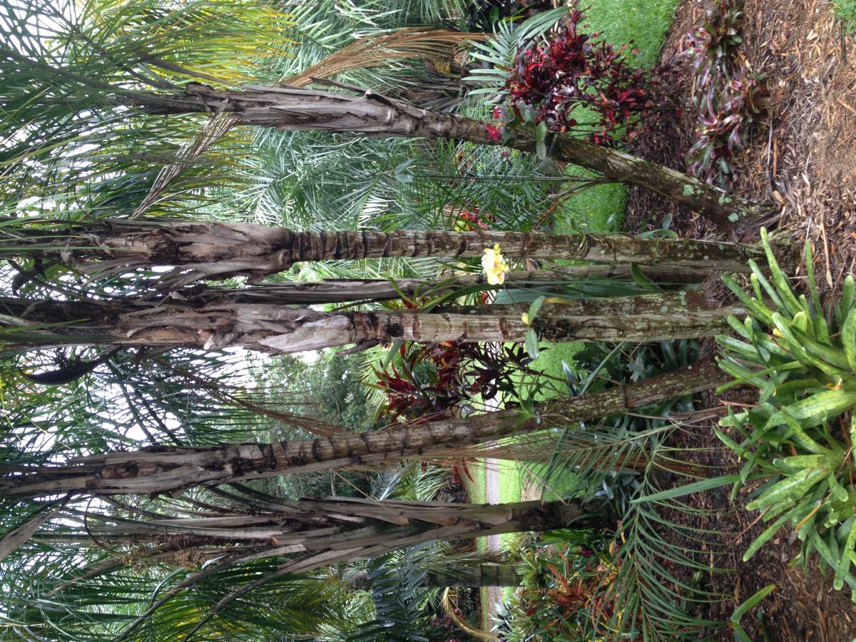 What's your favorite Syagrus? - DISCUSSING PALM TREES WORLDWIDE - PalmTalk