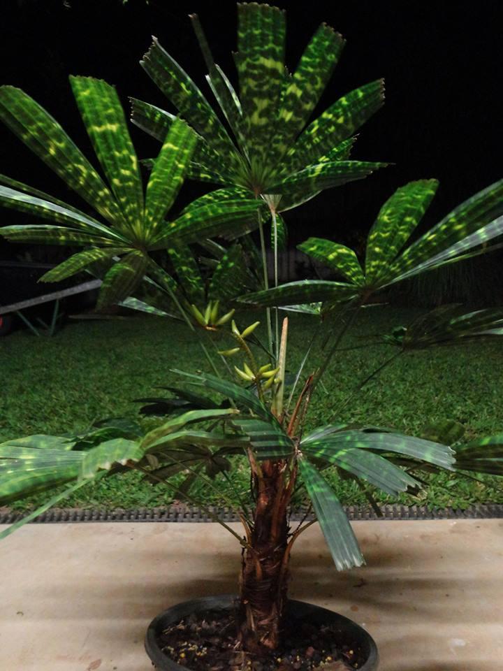 Licuala Mapu Flowering - DISCUSSING PALM TREES WORLDWIDE - PalmTalk