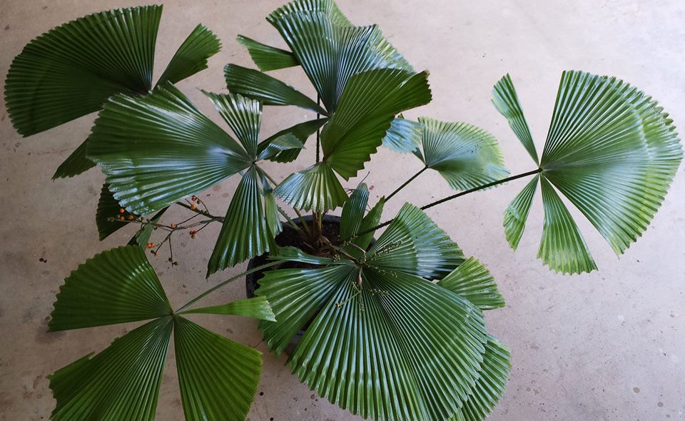 Cordata split leaf ready to plant - DISCUSSING PALM TREES WORLDWIDE ...