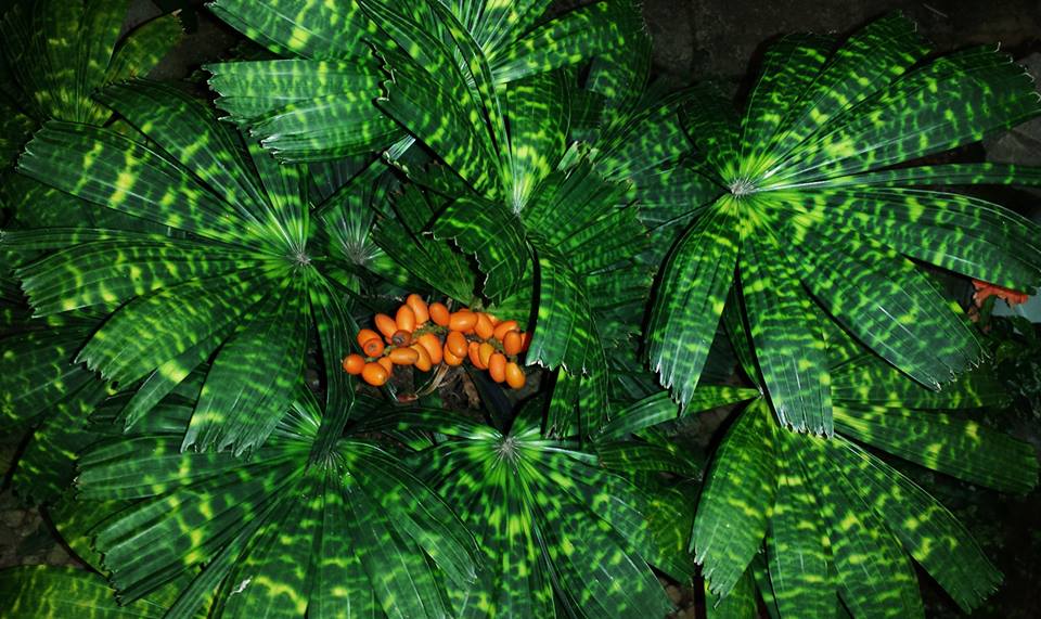 Licuala Mapu advice - DISCUSSING PALM TREES WORLDWIDE - PalmTalk