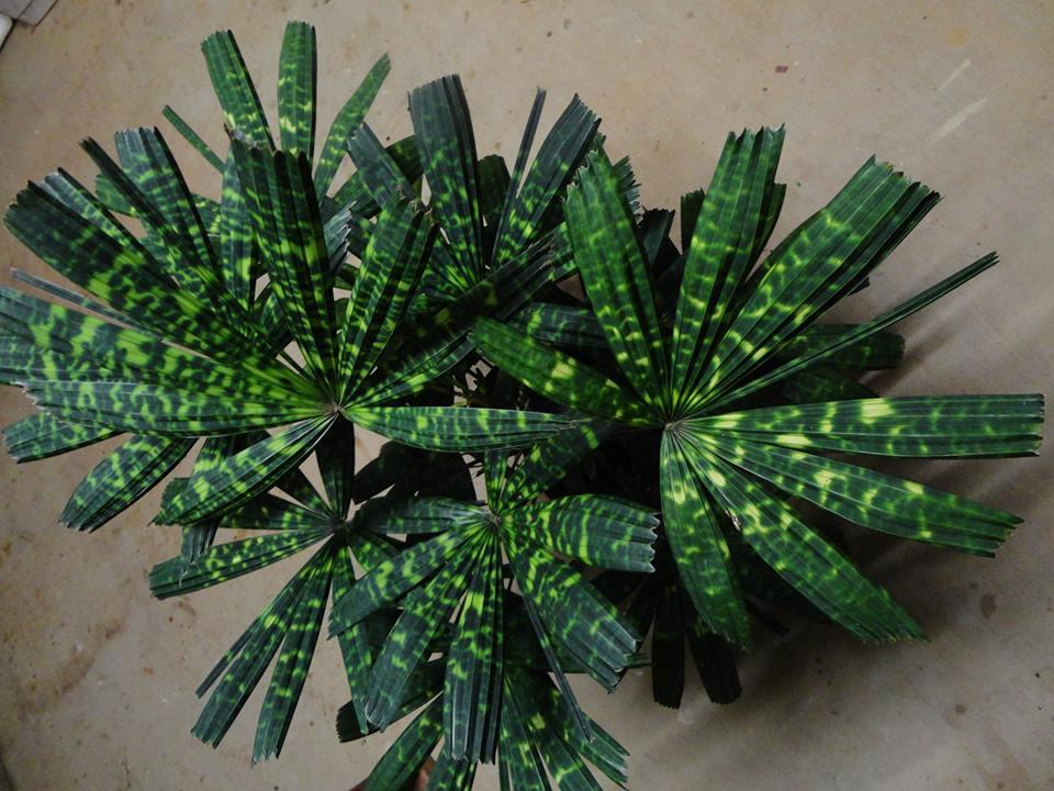 Licuala Mapu Flowering - DISCUSSING PALM TREES WORLDWIDE - PalmTalk