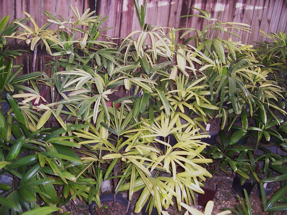 Licuala Mattanensis Mapu - DISCUSSING PALM TREES WORLDWIDE - PalmTalk