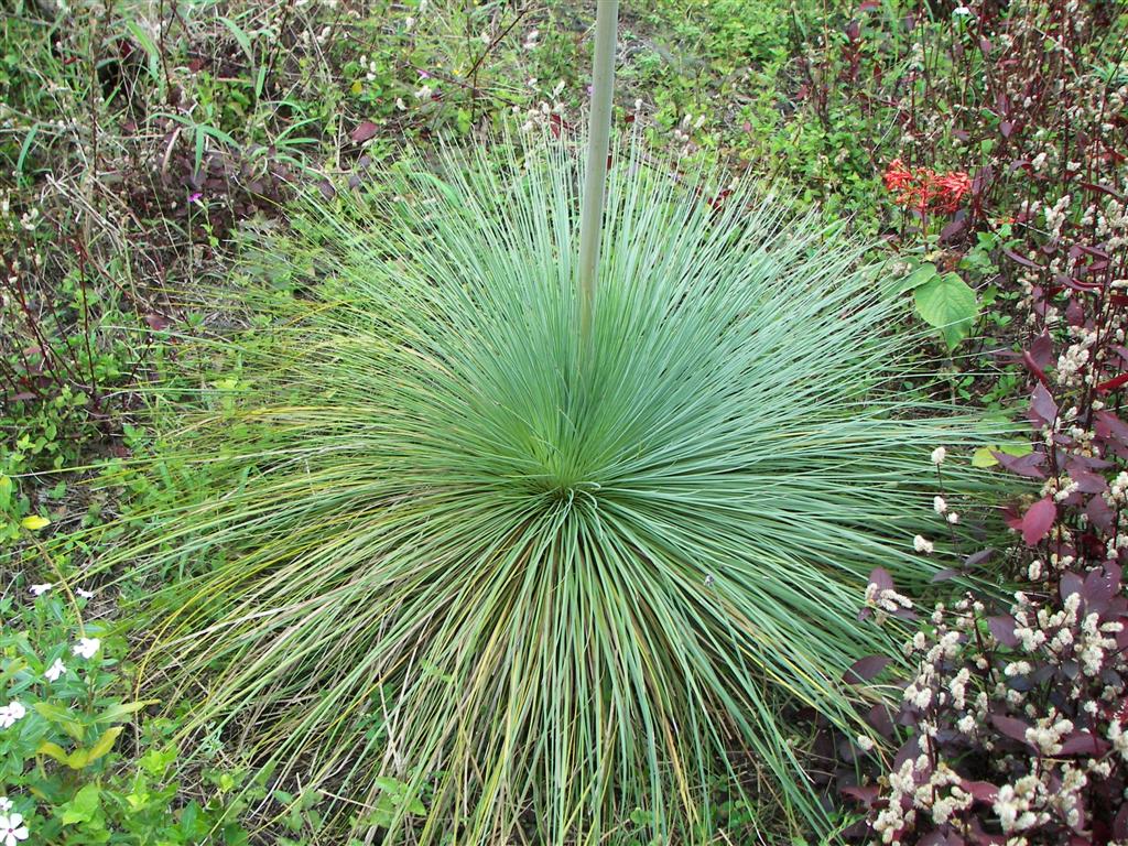 Grass tree look but all 3 different genera - TROPICAL LOOKING PLANTS ...