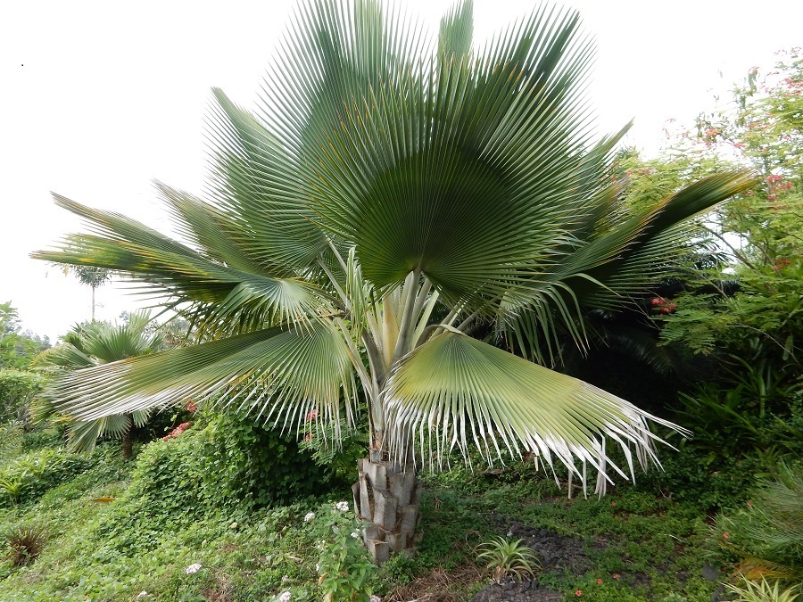 Copernicia fallaense in Hawaii - DISCUSSING PALM TREES WORLDWIDE - PalmTalk