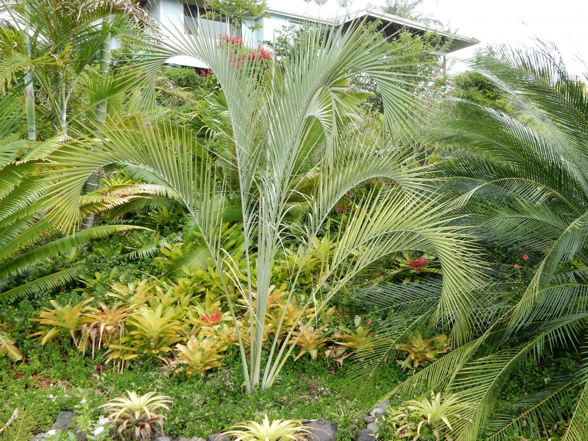 glaucous palms in the garden - DISCUSSING PALM TREES WORLDWIDE - PalmTalk