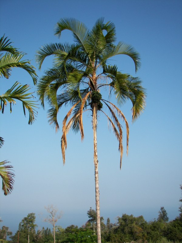 syagrus botryophora - DISCUSSING PALM TREES WORLDWIDE - PalmTalk
