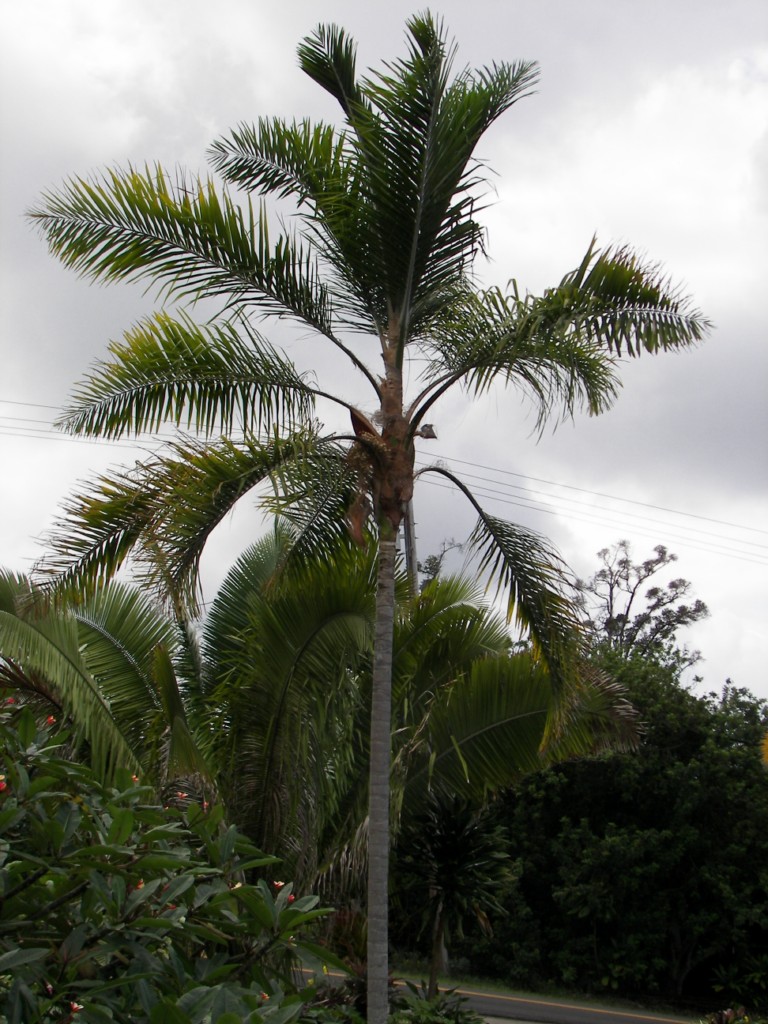 Syagrus pseudococos - DISCUSSING PALM TREES WORLDWIDE - PalmTalk