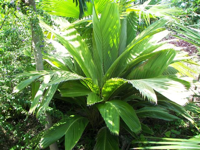 Salacca magnifica in the garden - DISCUSSING PALM TREES WORLDWIDE ...
