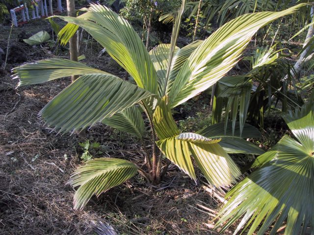 Salacca magnifica in the garden - DISCUSSING PALM TREES WORLDWIDE ...