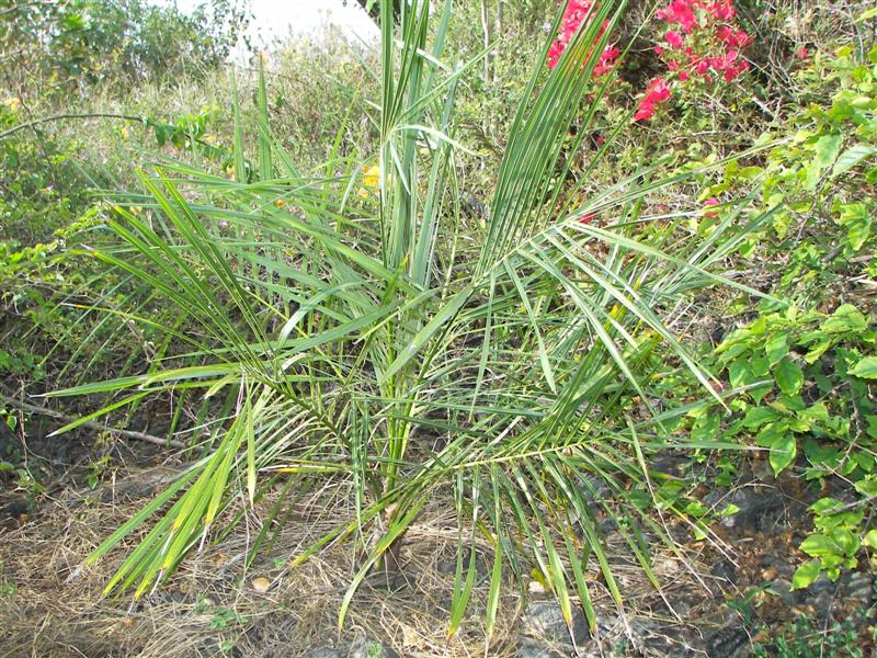 Parajubaeing torallying - DISCUSSING PALM TREES WORLDWIDE - PalmTalk