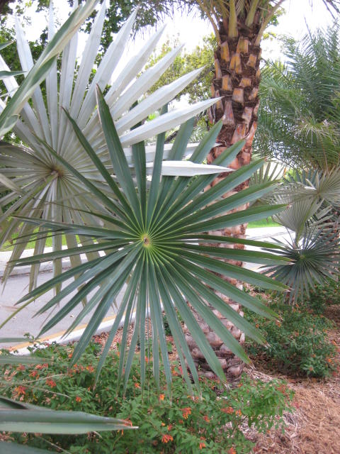 Neighborhood Entrance Project - DISCUSSING PALM TREES WORLDWIDE - PalmTalk