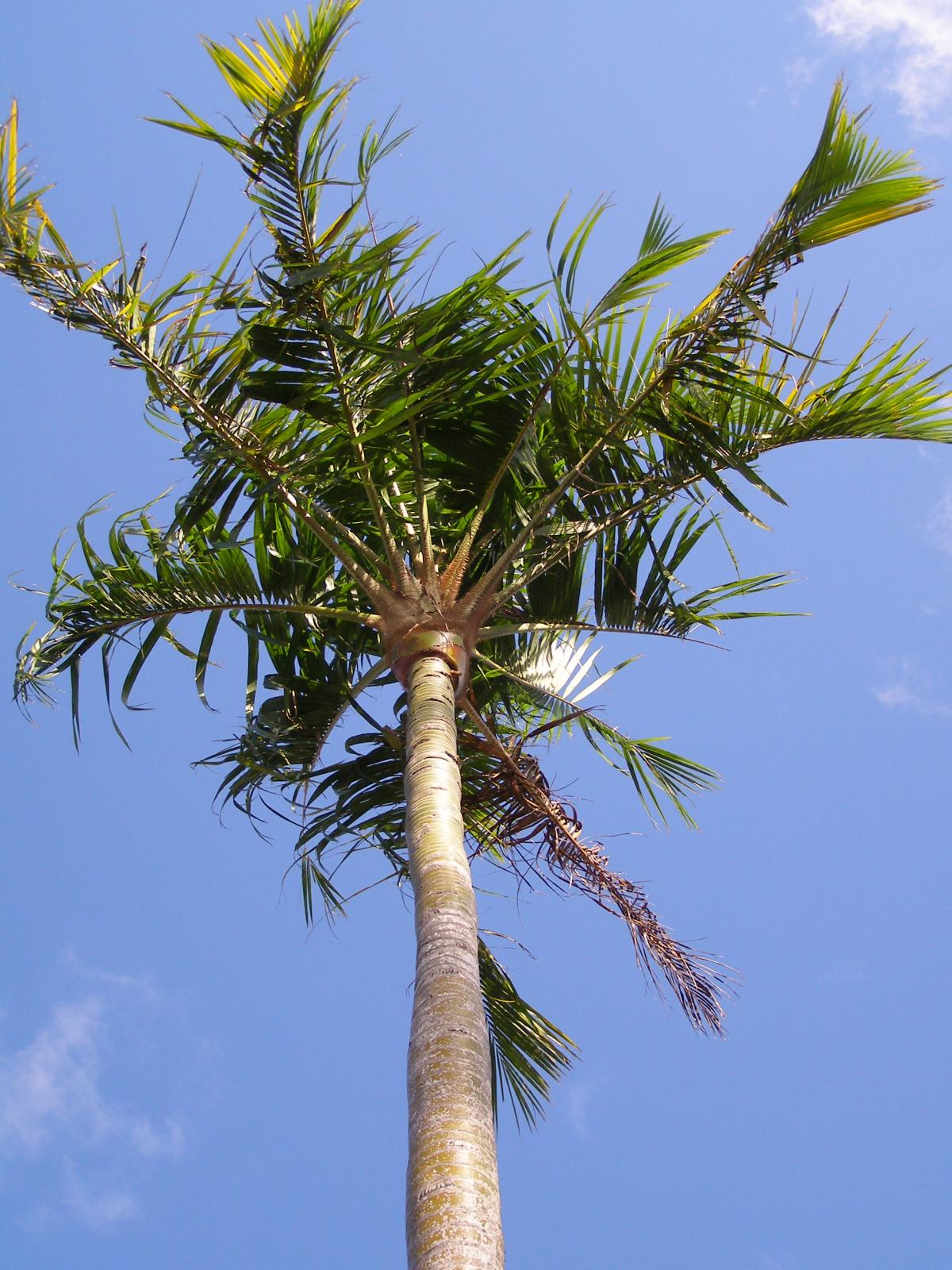 Gold Coast Garden - DISCUSSING PALM TREES WORLDWIDE - PalmTalk