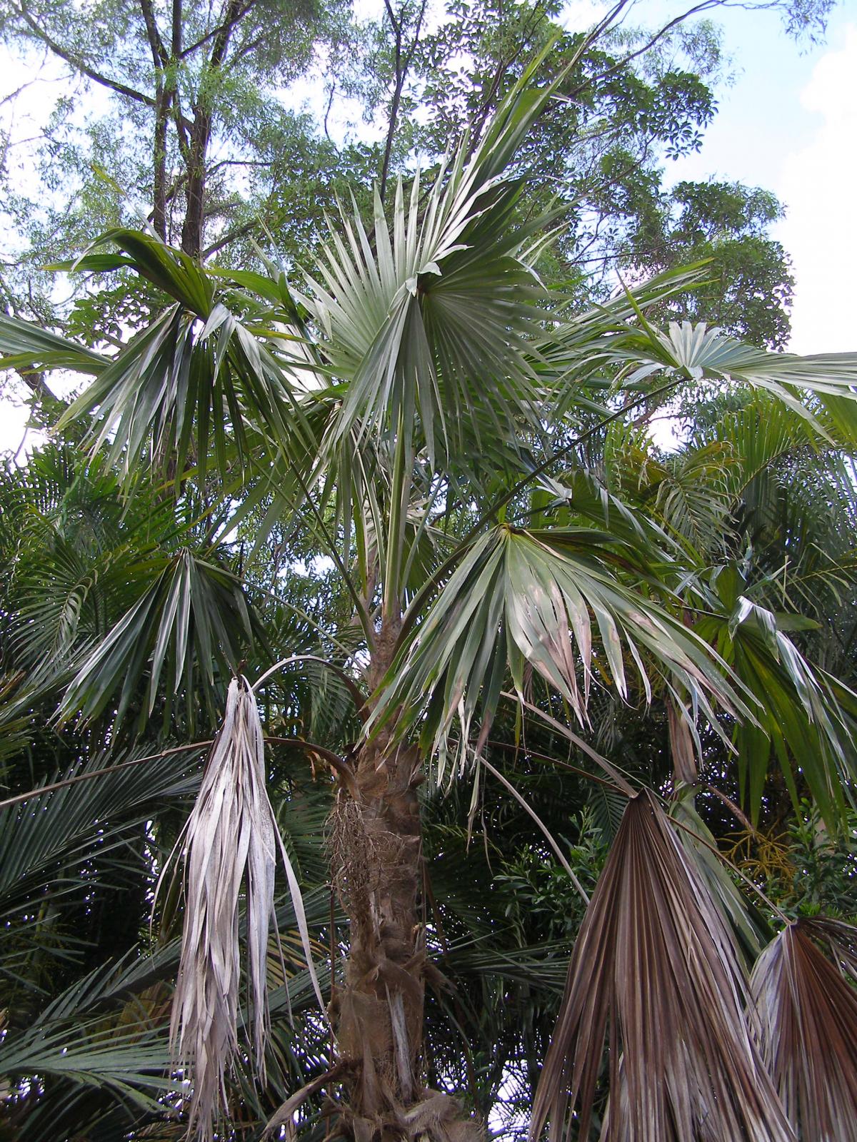Gold Coast Garden - DISCUSSING PALM TREES WORLDWIDE - PalmTalk