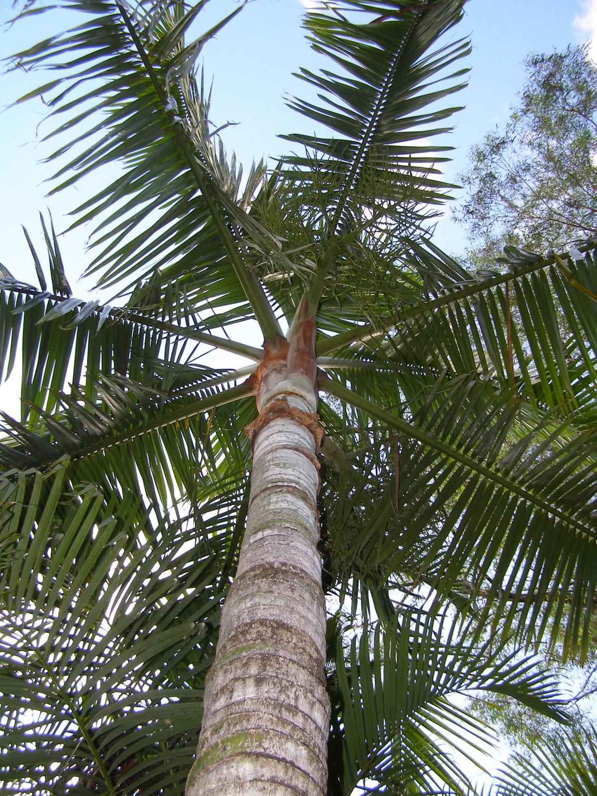 Gold Coast Garden - DISCUSSING PALM TREES WORLDWIDE - PalmTalk