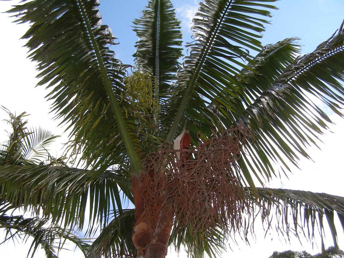 Gold Coast Garden - DISCUSSING PALM TREES WORLDWIDE - PalmTalk