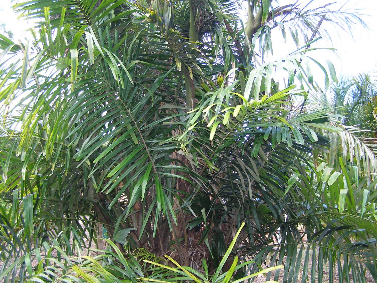 Gold Coast Garden - DISCUSSING PALM TREES WORLDWIDE - PalmTalk