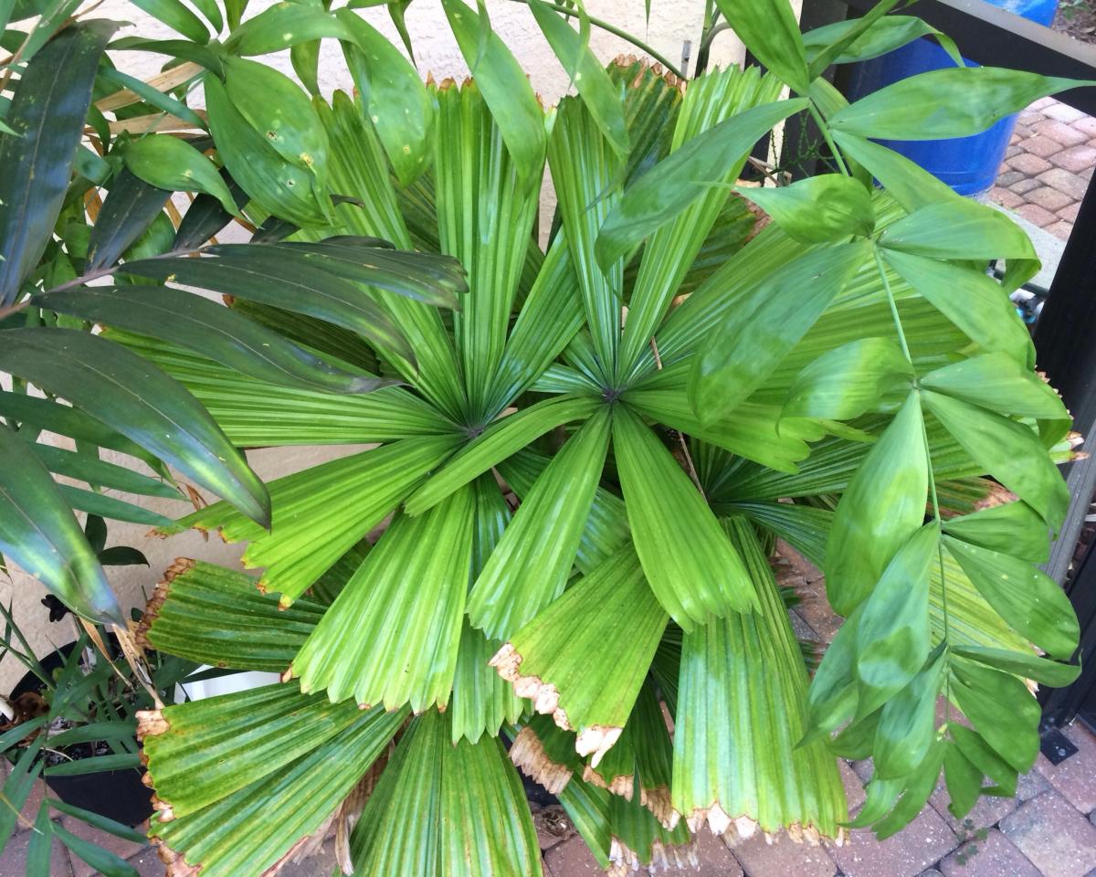 Licuala ramsayi - DISCUSSING PALM TREES WORLDWIDE - PalmTalk