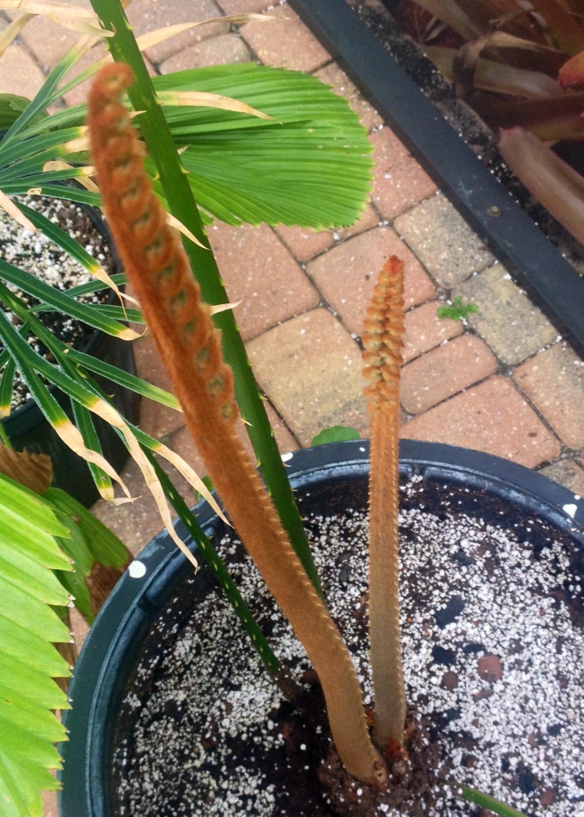 Cycas Debaoensis flushing :) - TROPICAL LOOKING PLANTS - Other Than ...
