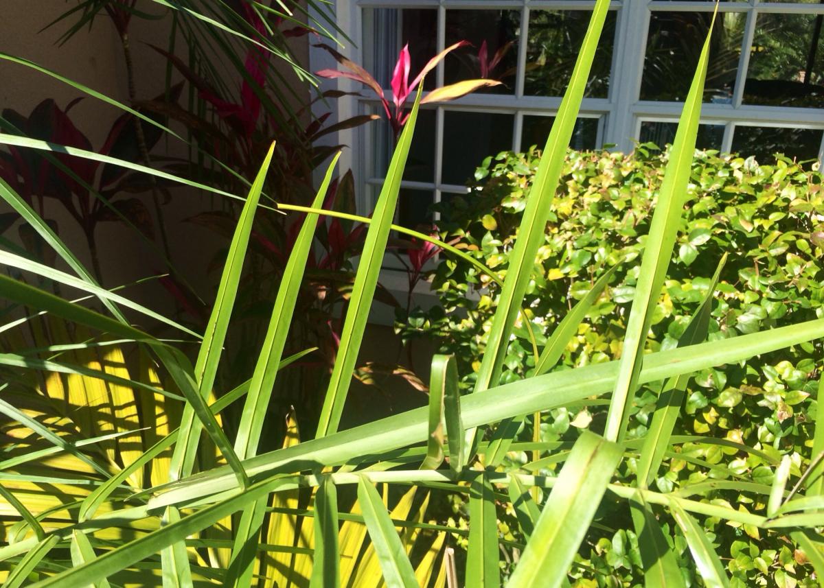 Romanzofiana hybrid - DISCUSSING PALM TREES WORLDWIDE - PalmTalk