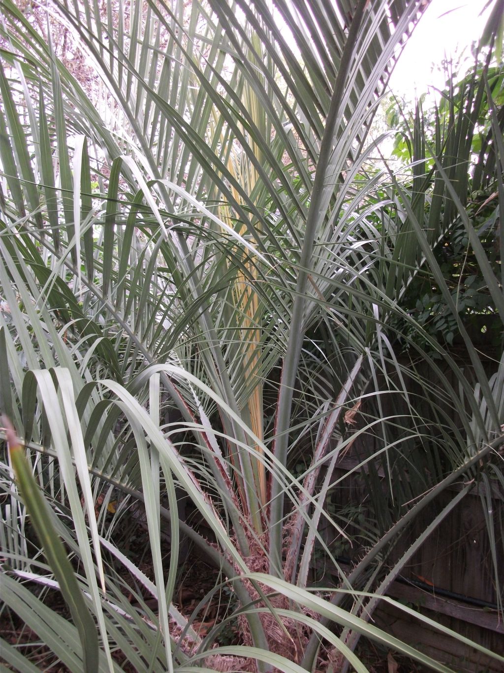 New leaf color - DISCUSSING PALM TREES WORLDWIDE - PalmTalk