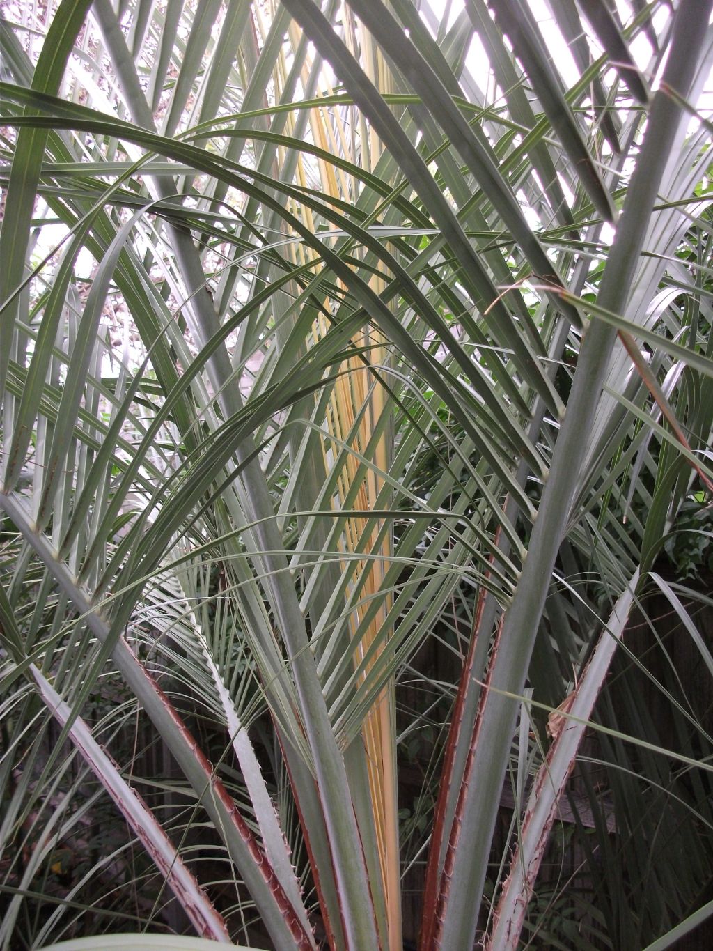 New leaf color - DISCUSSING PALM TREES WORLDWIDE - PalmTalk