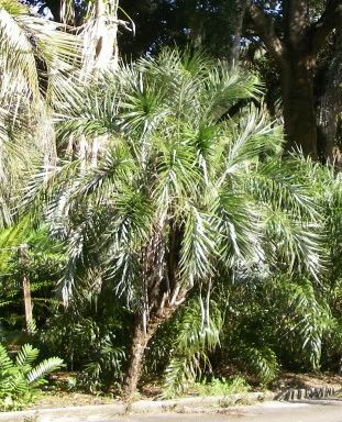 Cool Allagoptera! - DISCUSSING PALM TREES WORLDWIDE - PalmTalk