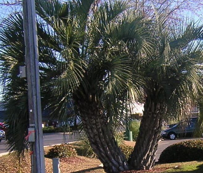 Changing face of palmtalk - DISCUSSING PALM TREES WORLDWIDE - PalmTalk