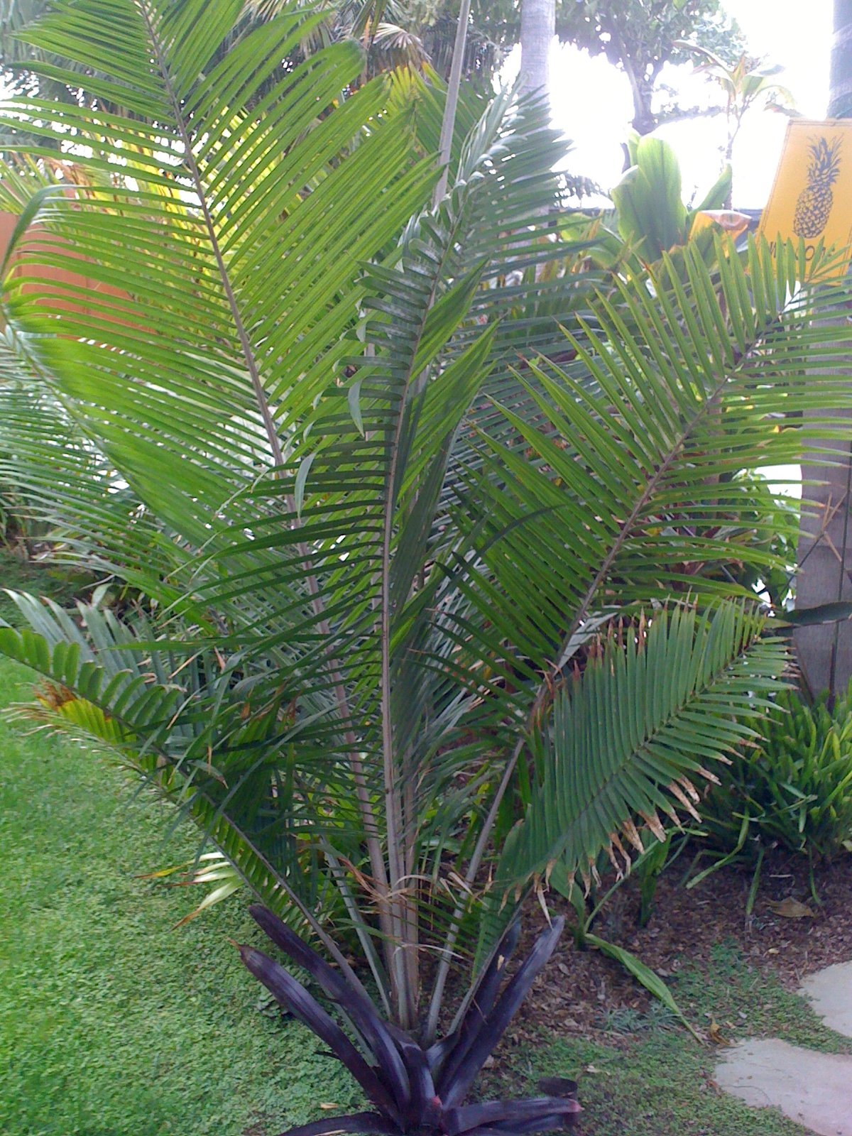 Ravenea sp. new - DISCUSSING PALM TREES WORLDWIDE - PalmTalk