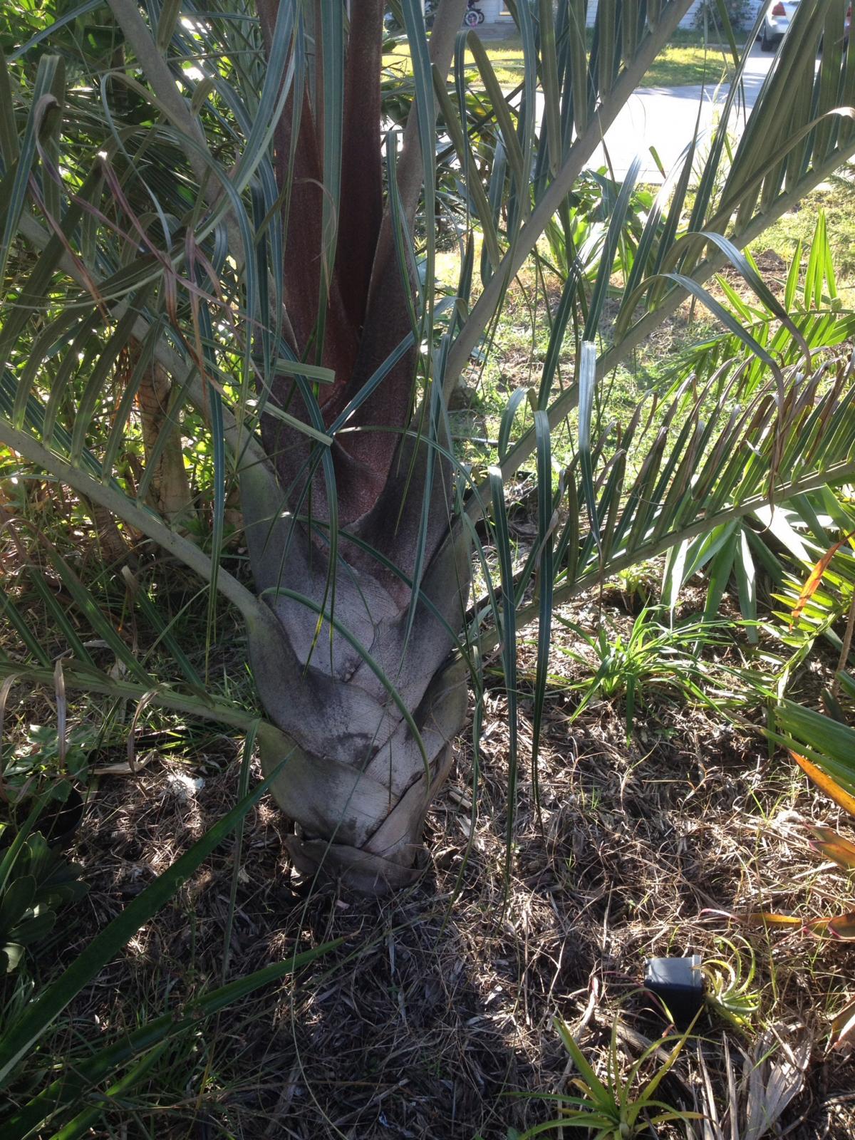 Triangle Palm - DISCUSSING PALM TREES WORLDWIDE - PalmTalk