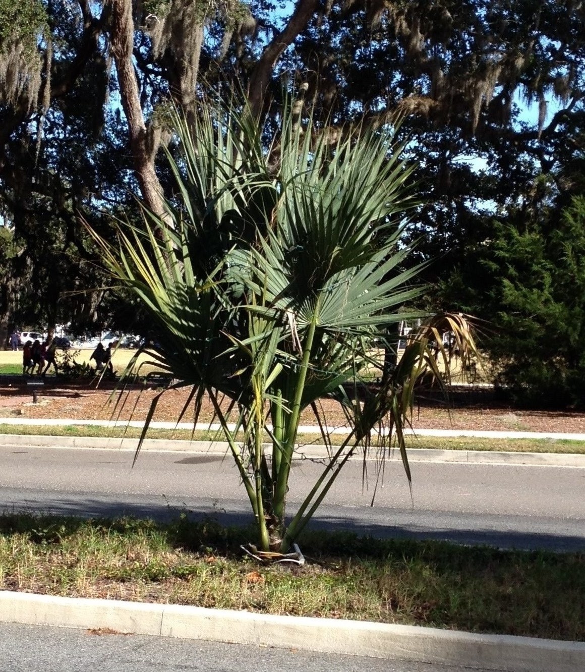 ID This Sabal. New Photos/Clues - DISCUSSING PALM TREES WORLDWIDE ...
