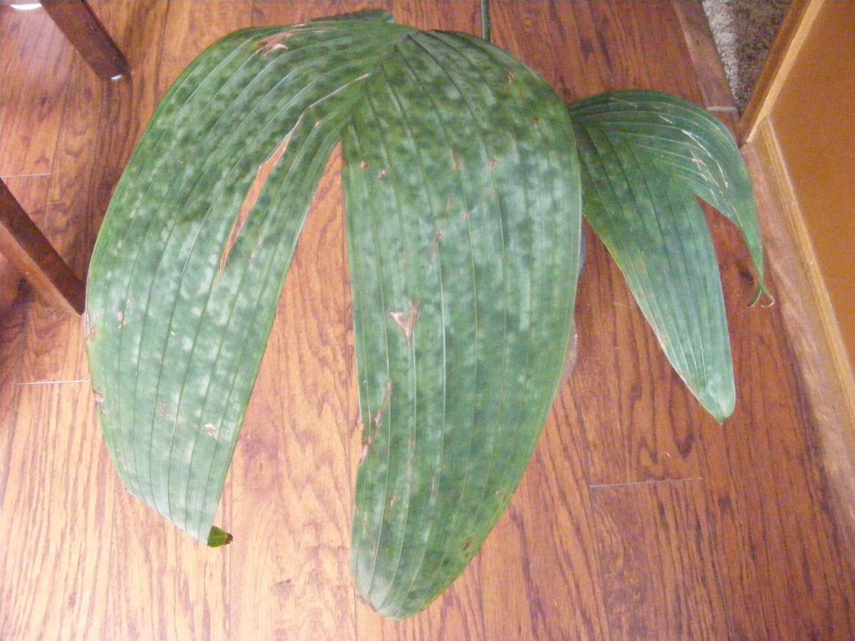 Pinanga Sp. Thai Mottled - DISCUSSING PALM TREES WORLDWIDE - PalmTalk