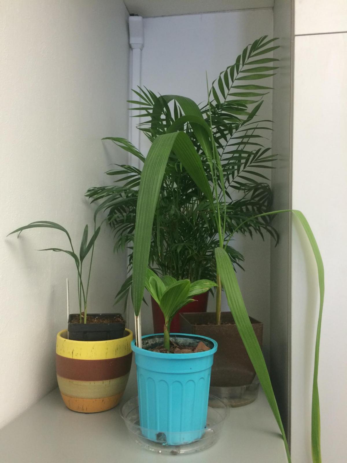 Show us your Office Palms! - DISCUSSING PALM TREES WORLDWIDE - PalmTalk